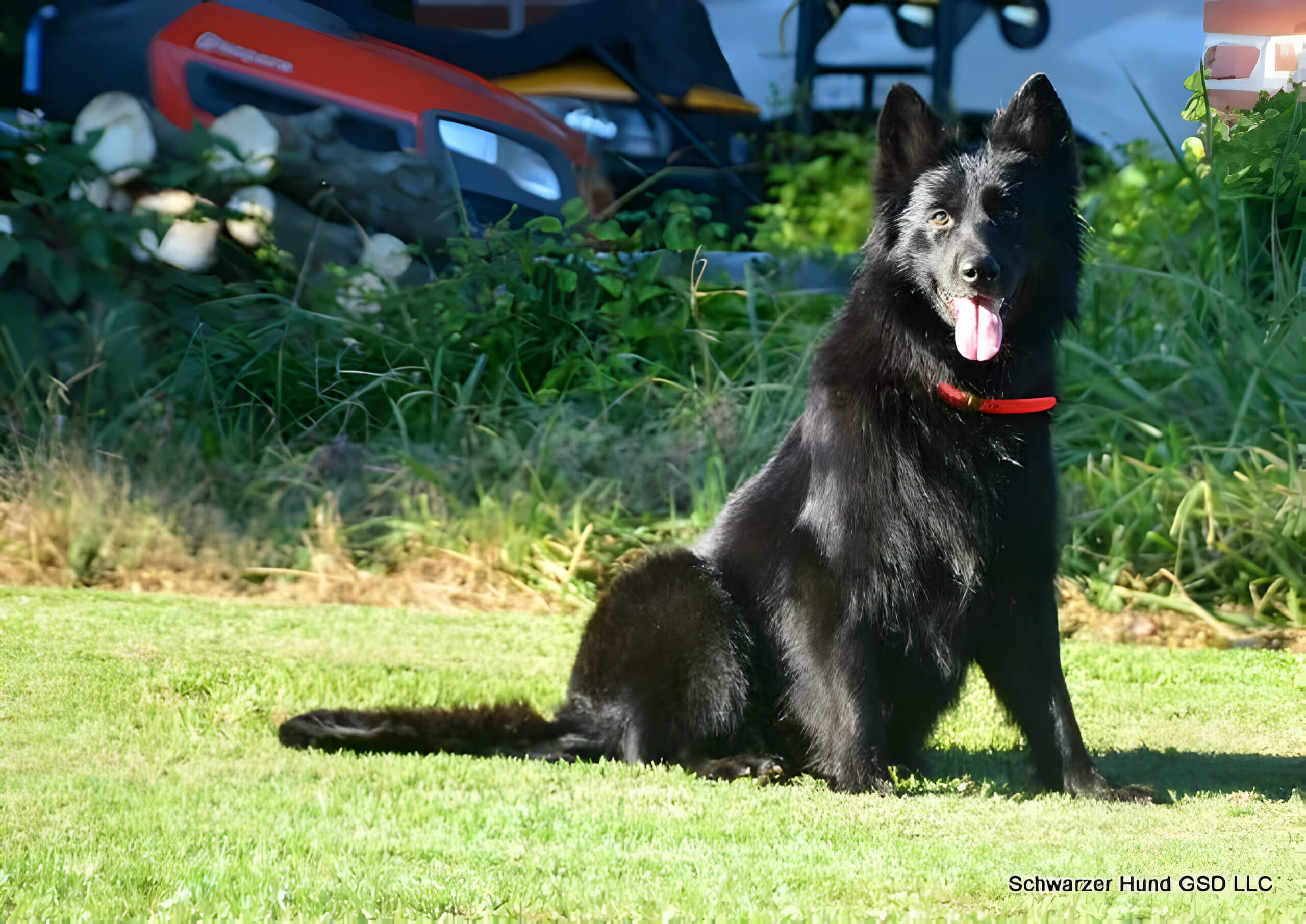 Our Dogs - Meet the Schwarzer Hund German Shepherd Parents