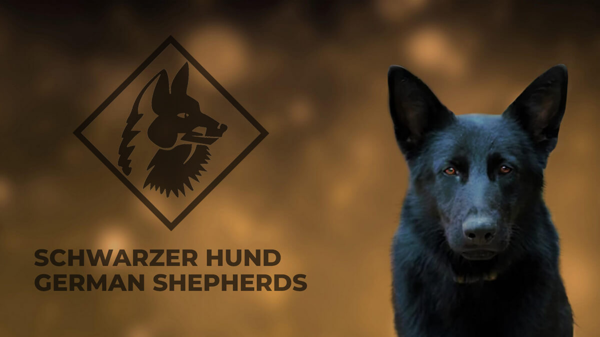 German Shepherd breeder in Alabama - Schwarzer Hund